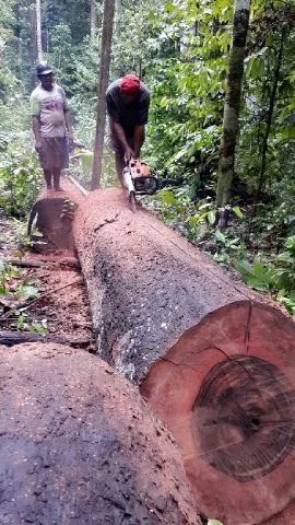 Ebony Sawn Timber | Ebony Sawn Timber | PT Sumber Sejahtera Alamindo