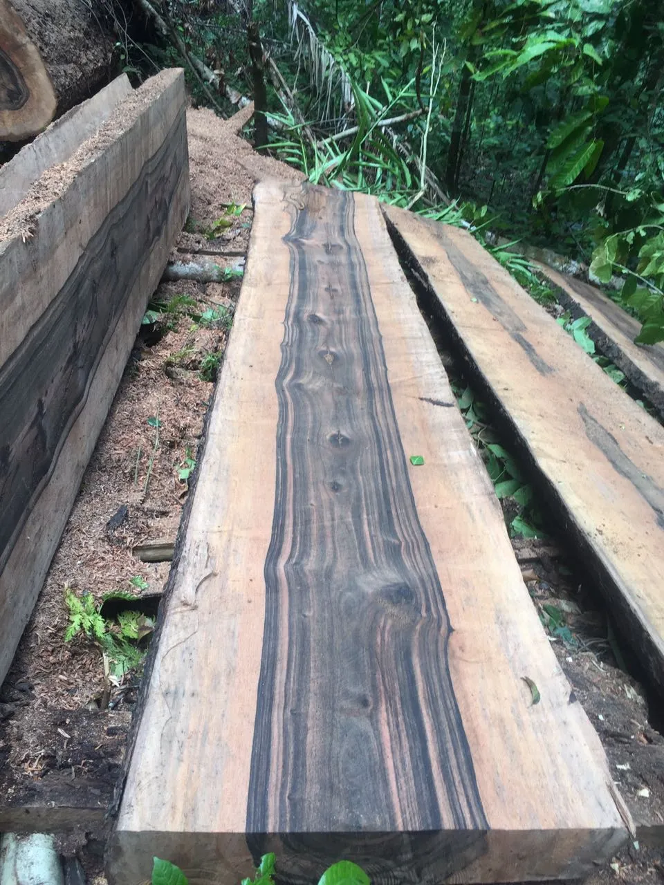Ebony Sawn Timber | Ebony Sawn Timber | PT Sumber Sejahtera Alamindo