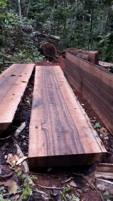 Ebony Sawn Timber | Ebony Sawn Timber | PT Sumber Sejahtera Alamindo